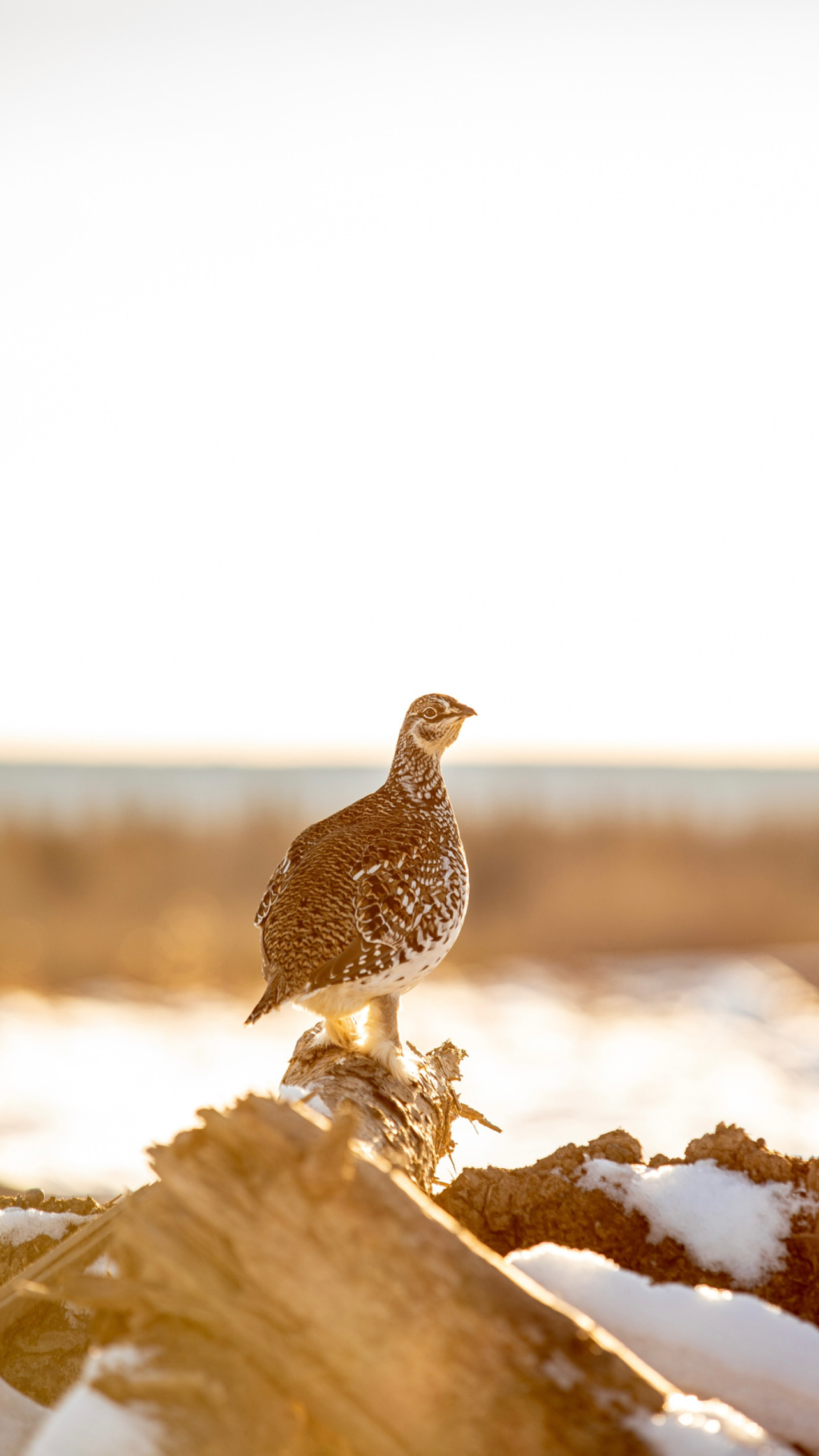 Gallery - Northern Timber Management