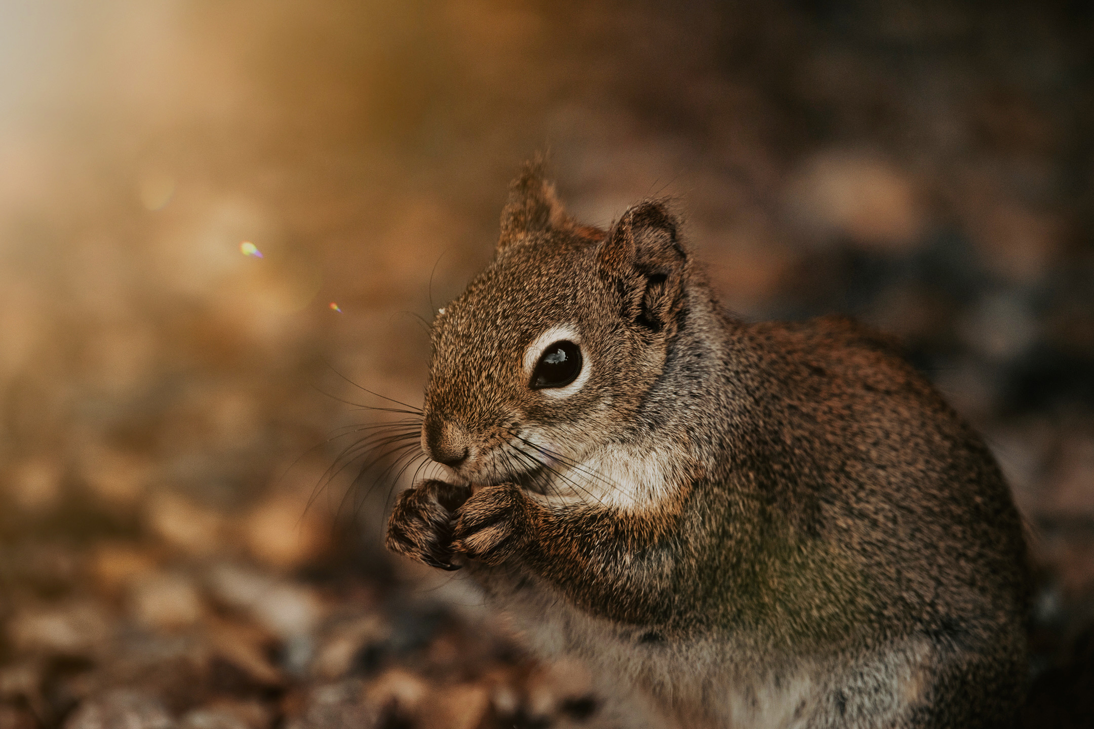 Gallery - Northern Timber Management